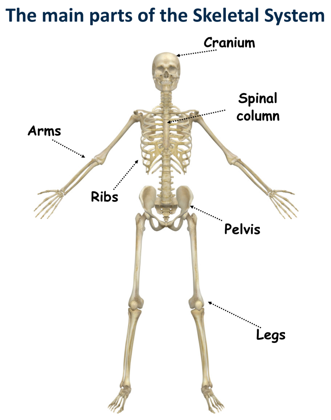 The Skeletal System Canadiens School