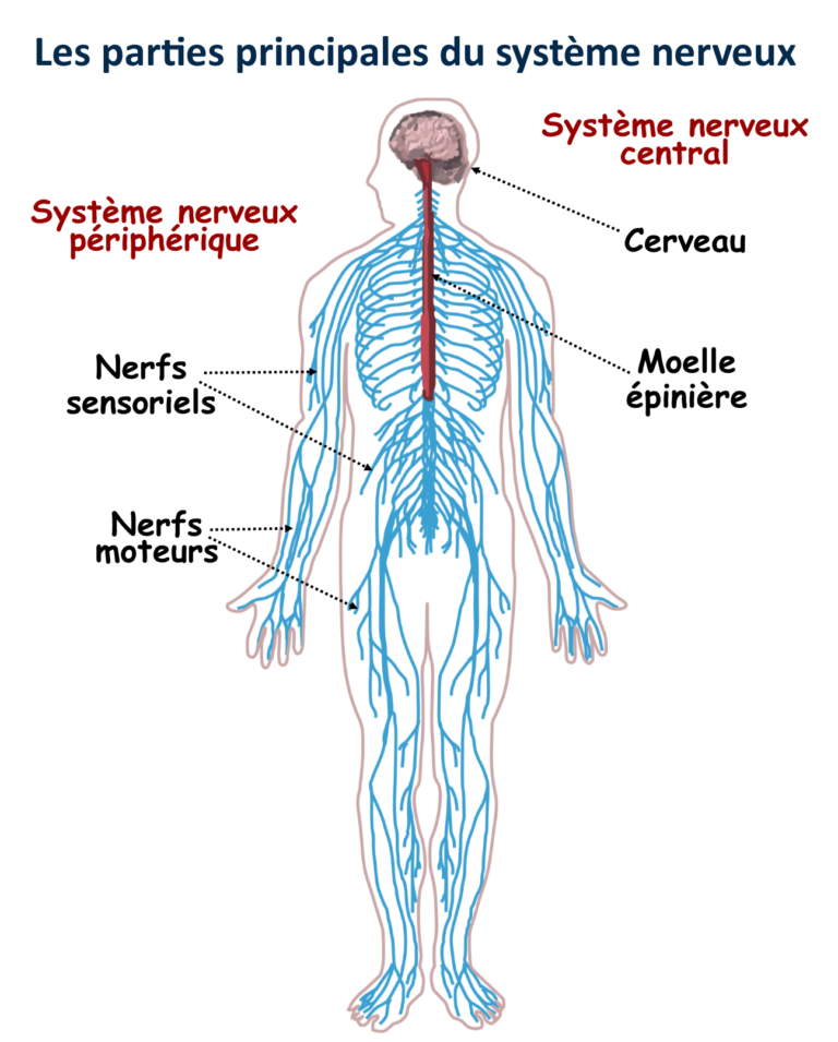 Le système nerveux - Canadiens a l'école