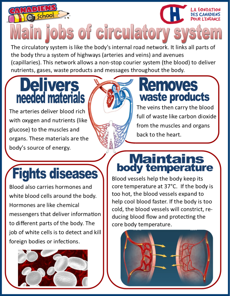 The Circulatory System - Canadiens@School
