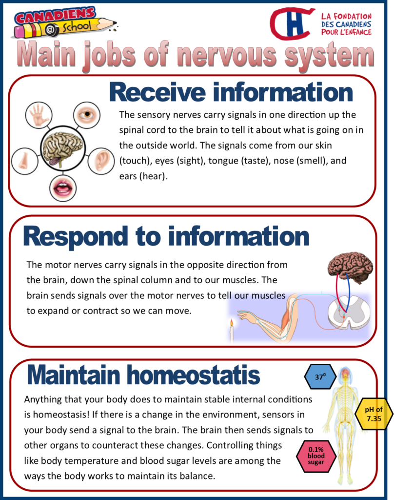 The Nervous System - Canadiens@School